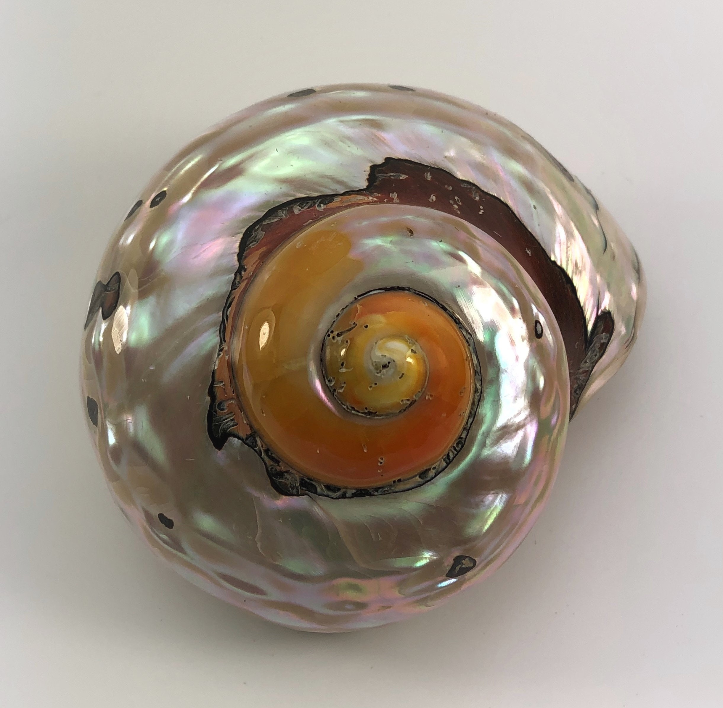 Big Size South African Turban Shell for Hermit Crabs 4.5 Cm 1.77 Inches ...