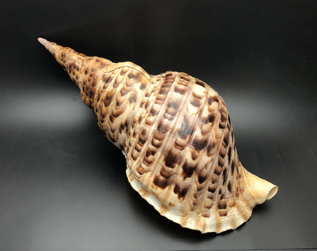 Tritons Horn 37 Cm S009 Shell Trumpet Charonia Tritonis Upcycled Shell ...