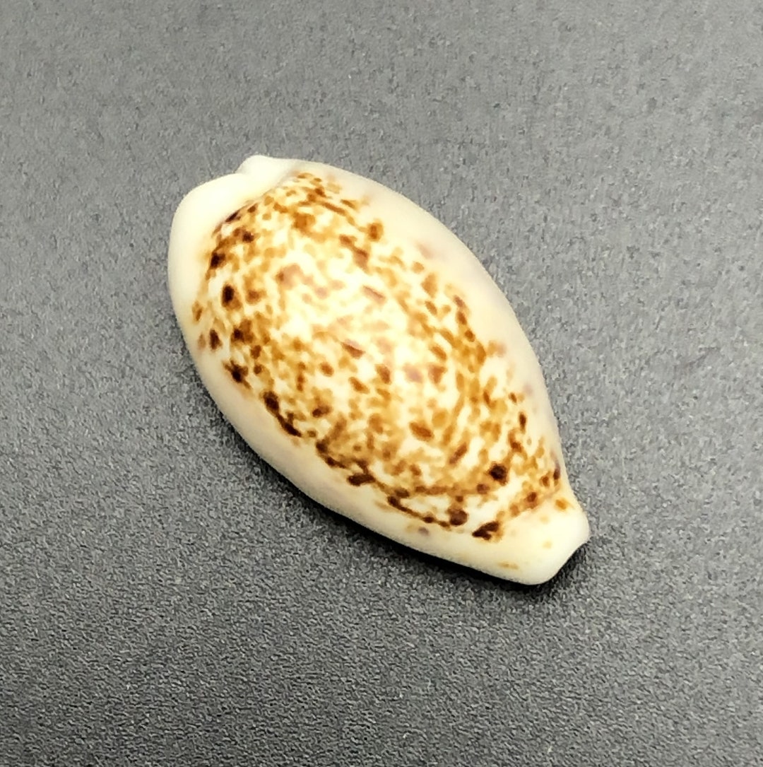 Rare Cox Cowry 1111 Solomon Islands Ocean Shell Beach Collectors Shell ...