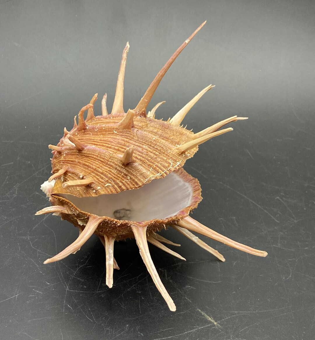 Regal Thorny Oyster Shell Maritim Beach Cowrie Collectors Shell ...