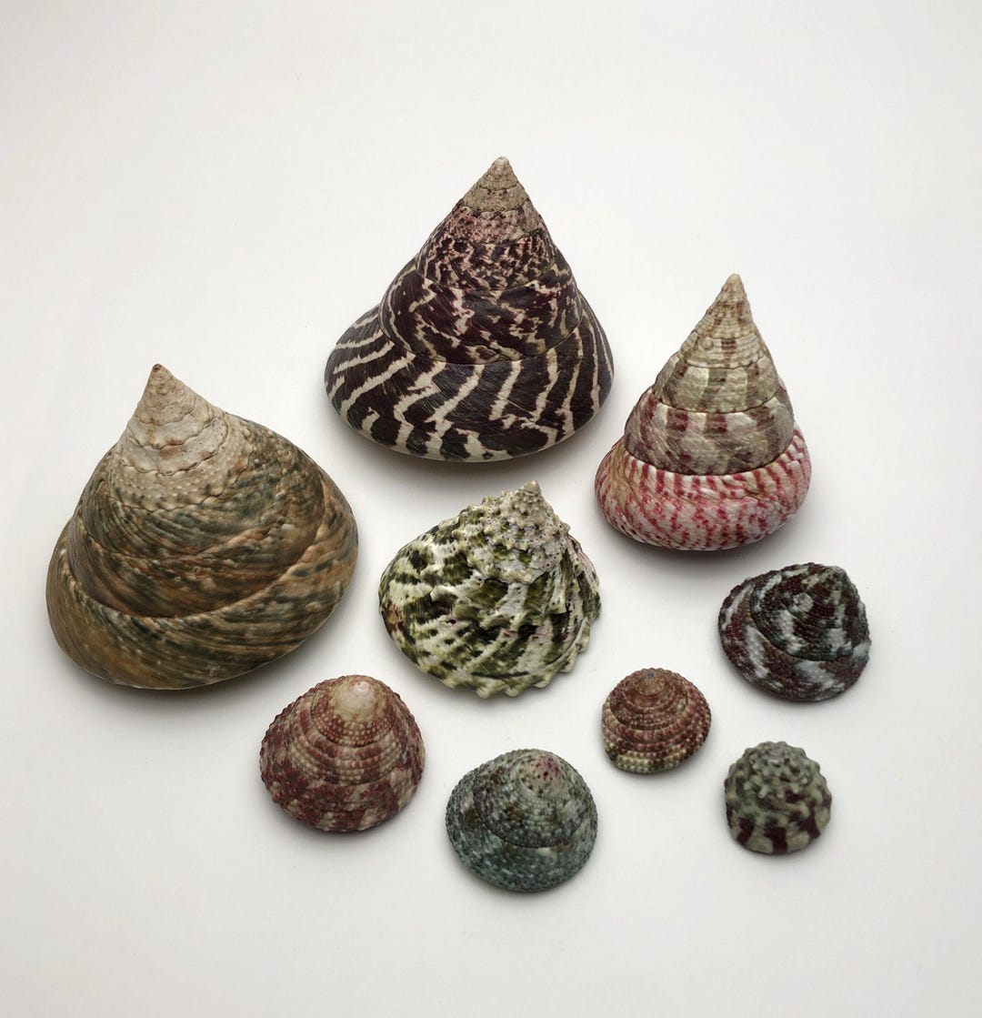 Colorful Set of 9 Top Shells the Philippine Sea Ocean Beach Collectors ...