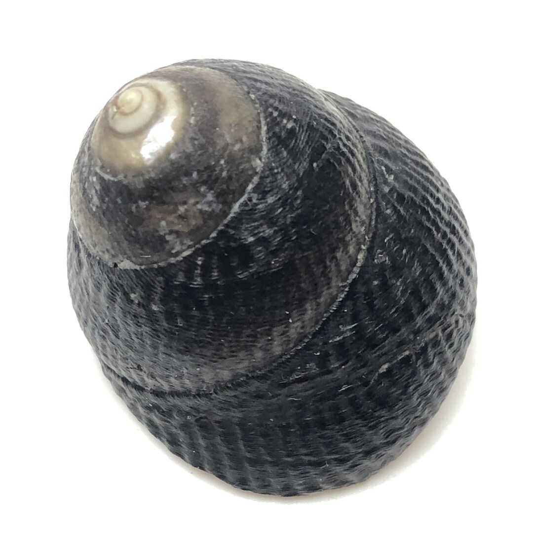 Tegula Argyrostoma 30 Mm Philippines Shell Maritim Beach Cowrie #1079 ...