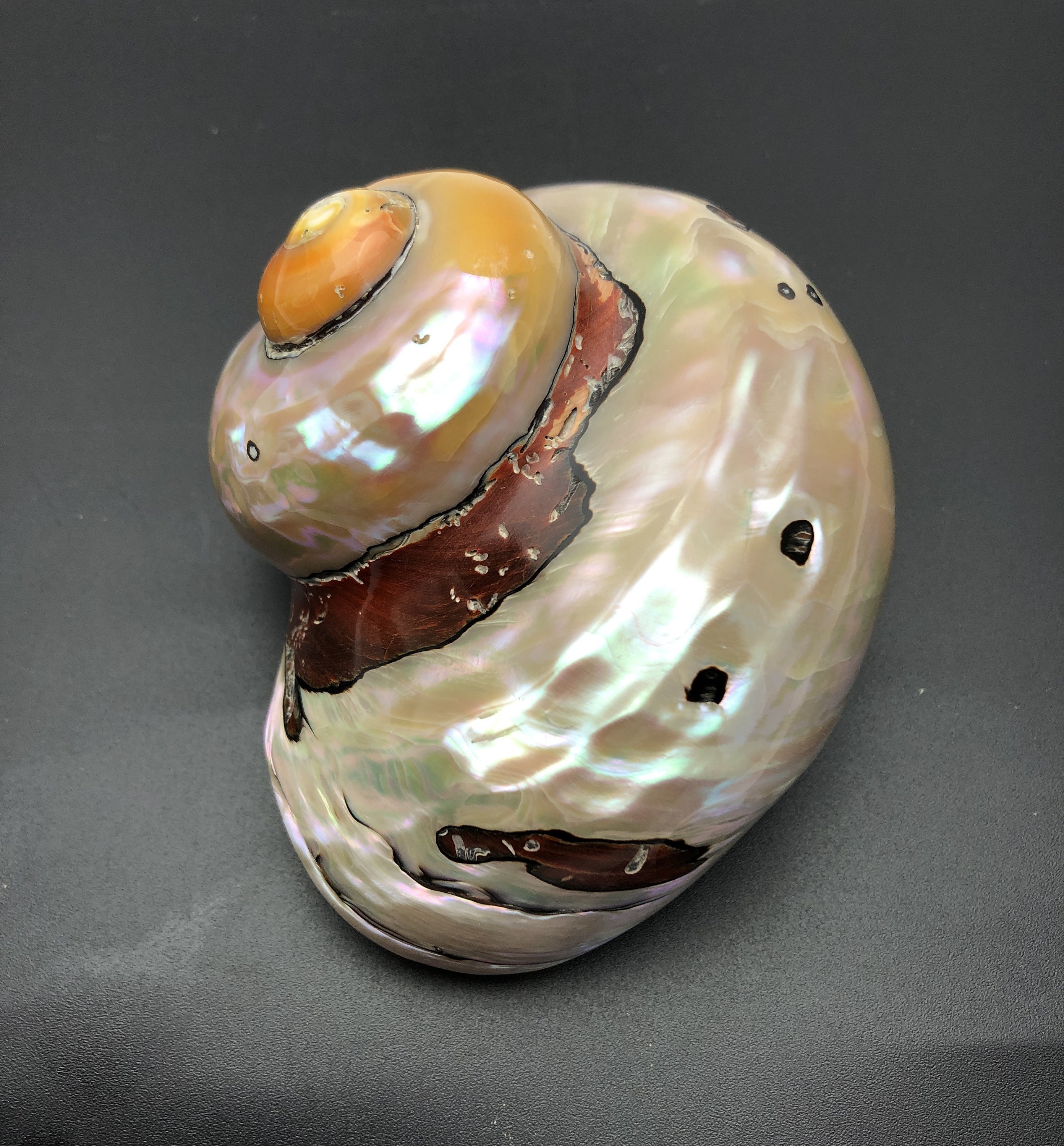 Big Size South African Turban Shell for Hermit Crabs 4.5 Cm 1.77 Inches ...