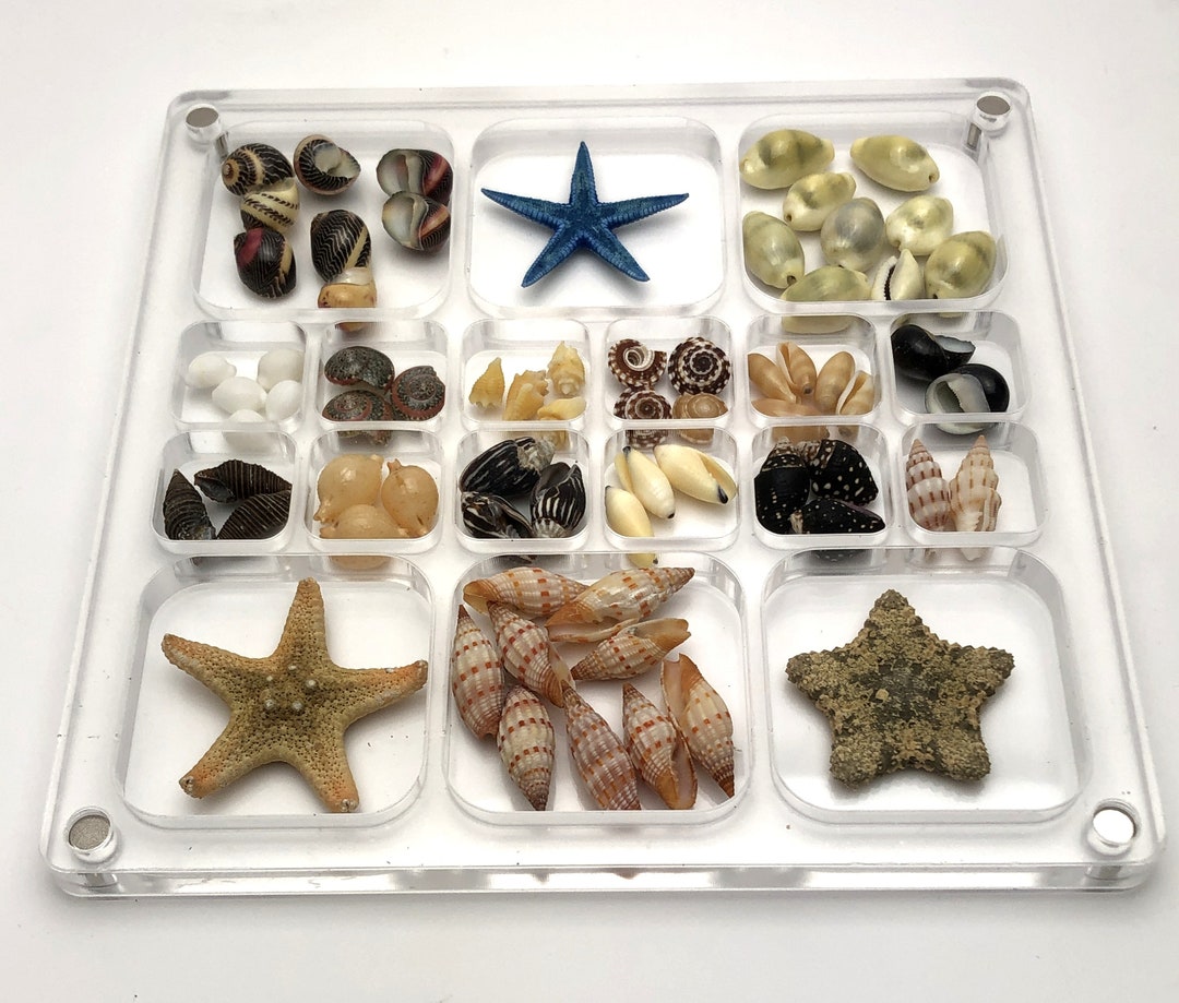 66 Mini Shells Inside Transparent Acrylic Magnetic Sea Shell Display ...