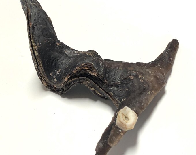 L-shaped Black Hammer Oyster 5 Inches #malleus Malleus# Beach Maritime ...