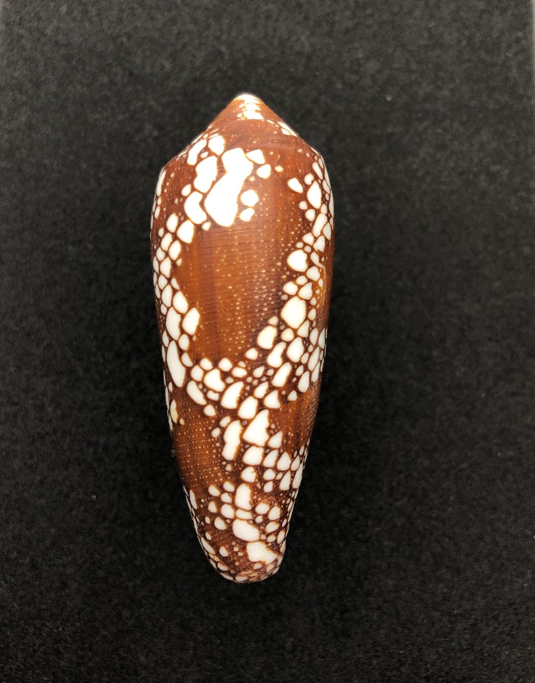 Princely Cone Subspecies conus Aulicus Aurantia Sea Shell Maritim Beach ...