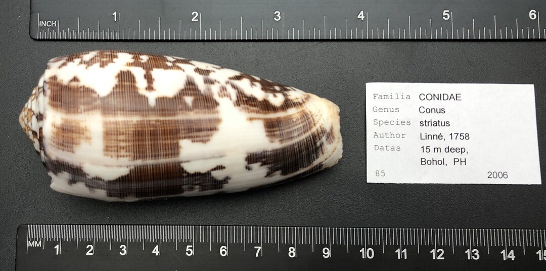 Conus Striatus Sea Shell Maritim Beach Cowrie 5020 Collector Shell ...