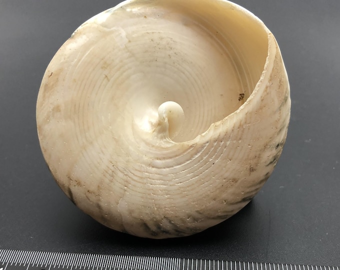 Pyramid Top -textus Pyramis- Sea Shell Maritim Beach Cowrie #5063 ...