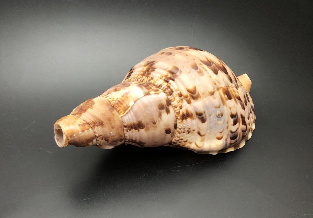 Triton Blowing Horn Conch 28 Cm S015 Seashell Horn Shell Trumpet ...