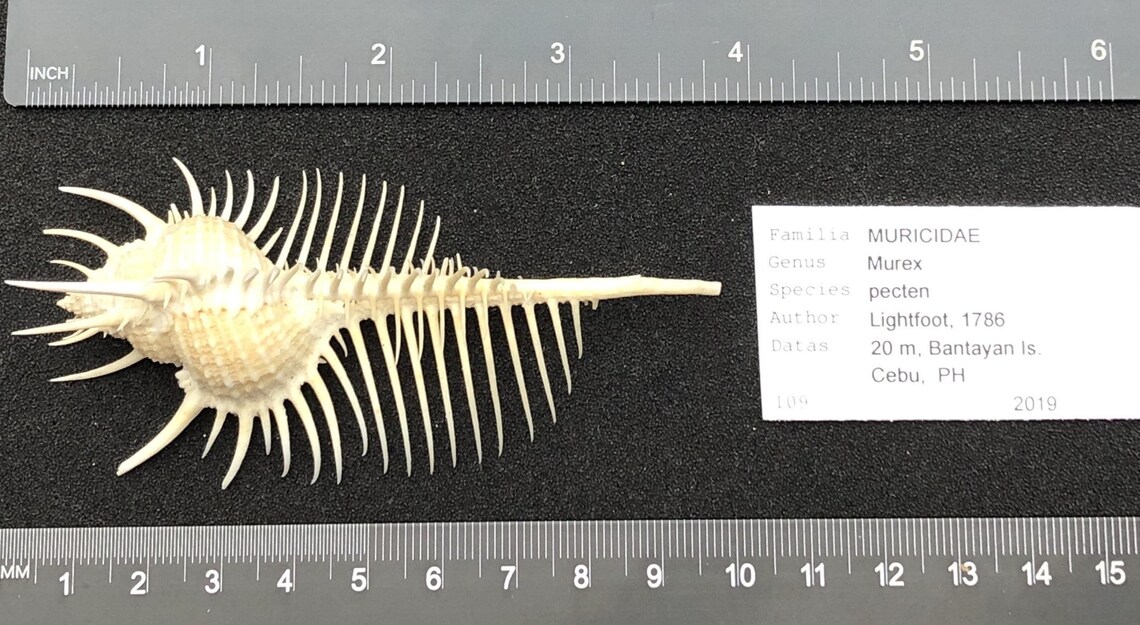 Small Venus Comb Murex Pecten Sea Shell Maritim Beach Cowrie #5028 ...