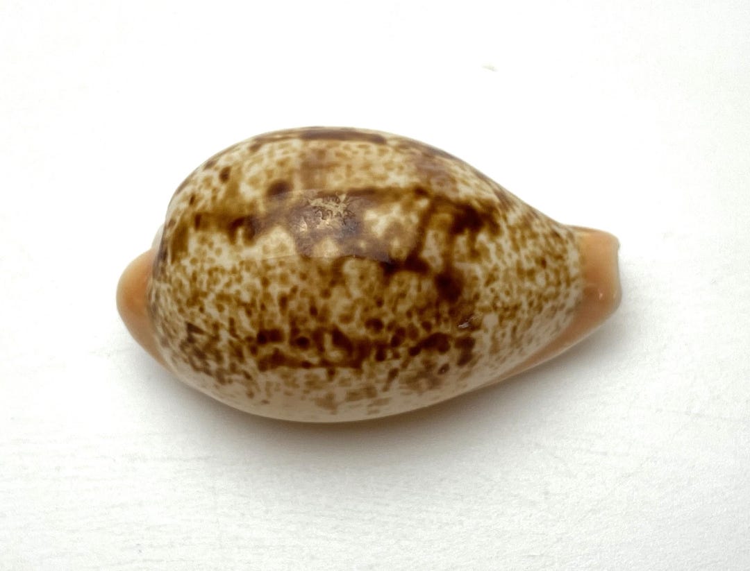 Exotic Location of a Rare Cowrie From Africa #cypraea Achatidea ...