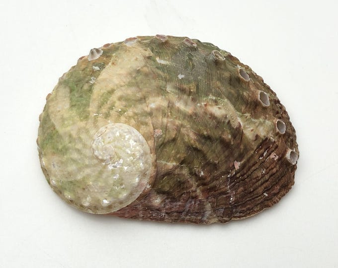 Oval Abalone #haliotis Ovina# Sea Shell Maritim Beach Cowrie #1309 ...