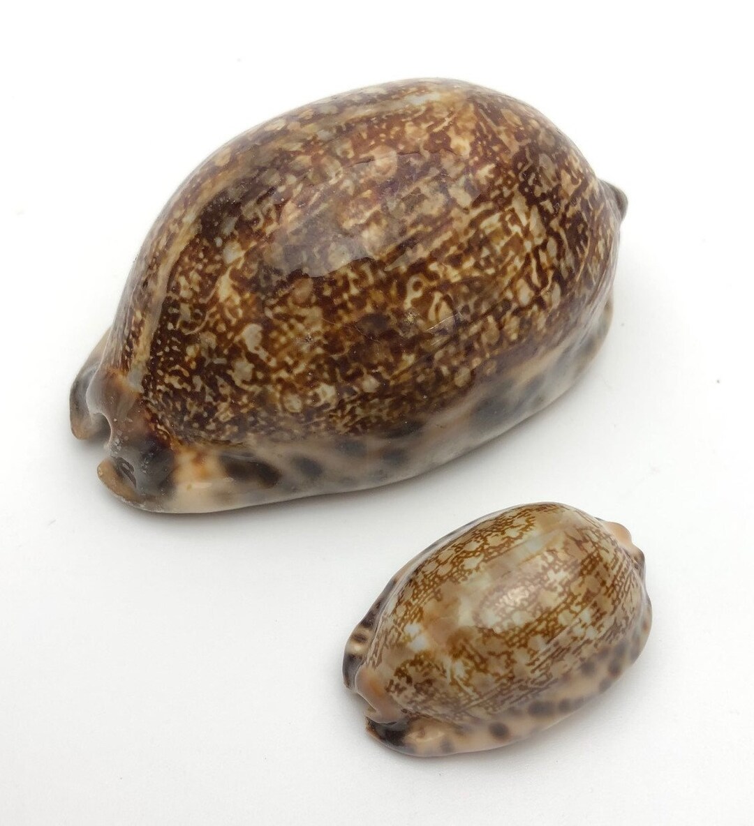 1 Pair XS XL Arabica From the Philippines Madagscar Shell Sea Maritime ...