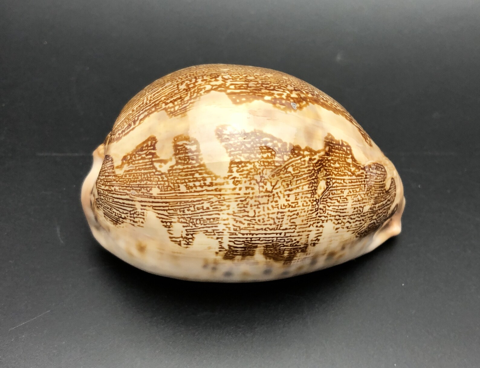 Cute Pink and Flesh Colored Map Cowry 1105 Unusual Pattern Indo-pacific ...