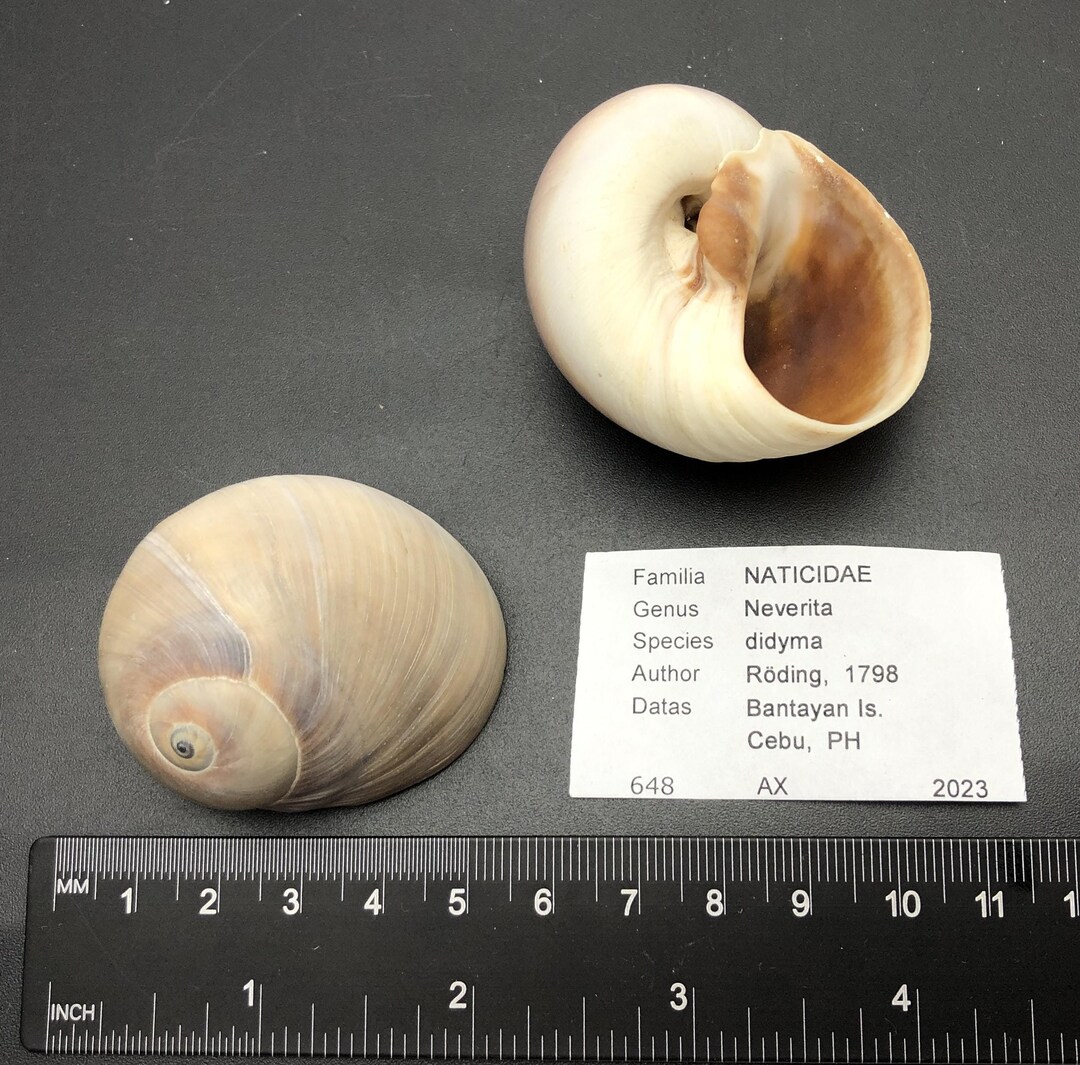 Sharks Eyes Moon Shell -nerita Didyma- Sea Shell Maritim Beach Cowrie ...