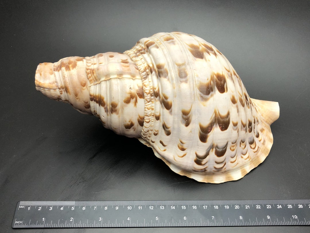 Triton Blowing Horn Conch 25 Cm S015 Seashell Horn Shell Trumpet ...