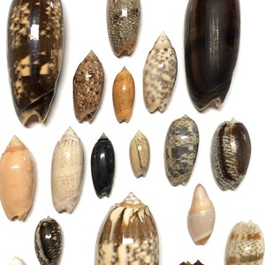 20 Different Species of Olive Shells for Collection With Identification ...