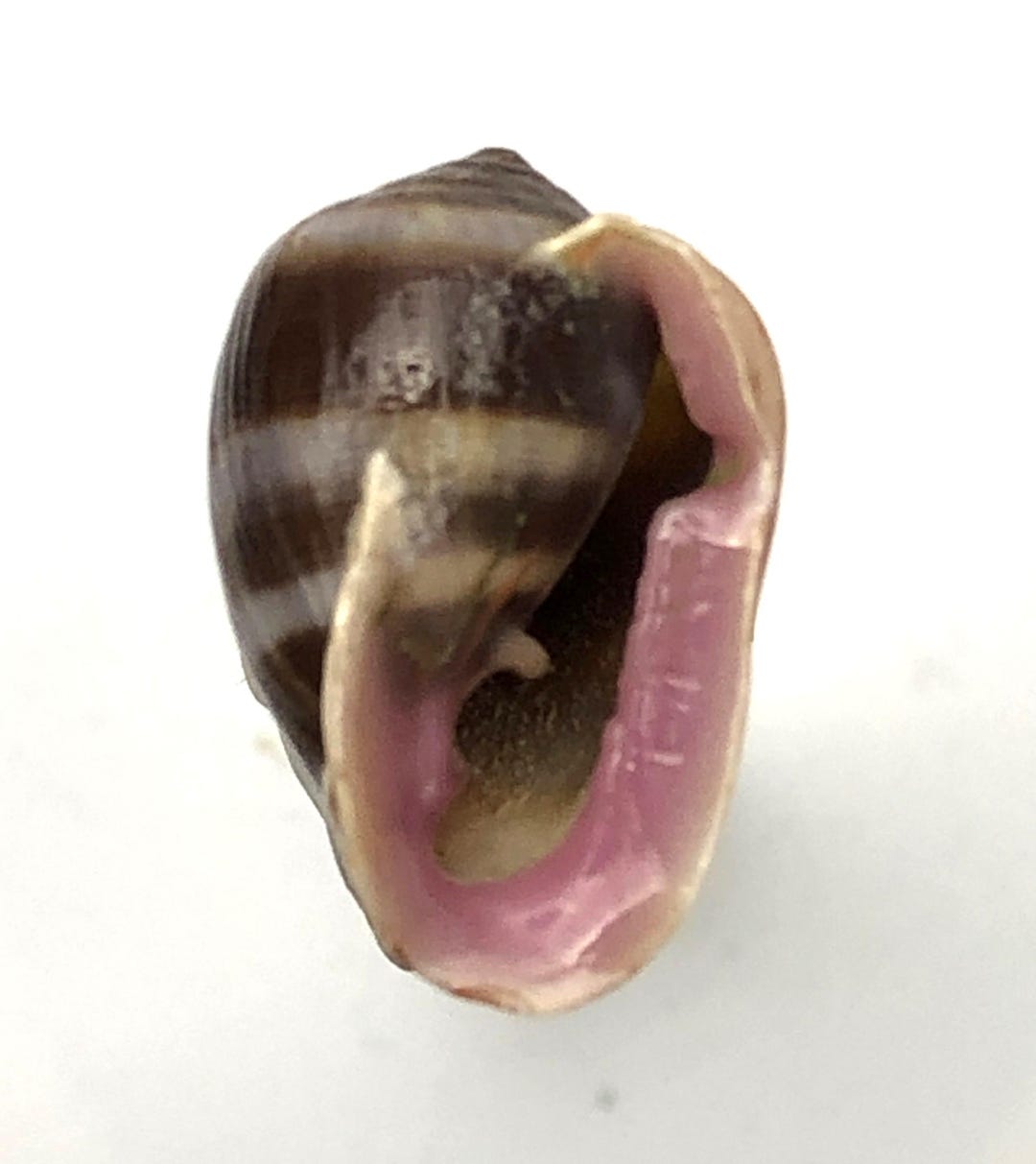 Cassidula Nucleus Sea Shell Maritim Beach Cowrie #5077 Collector Shell ...
