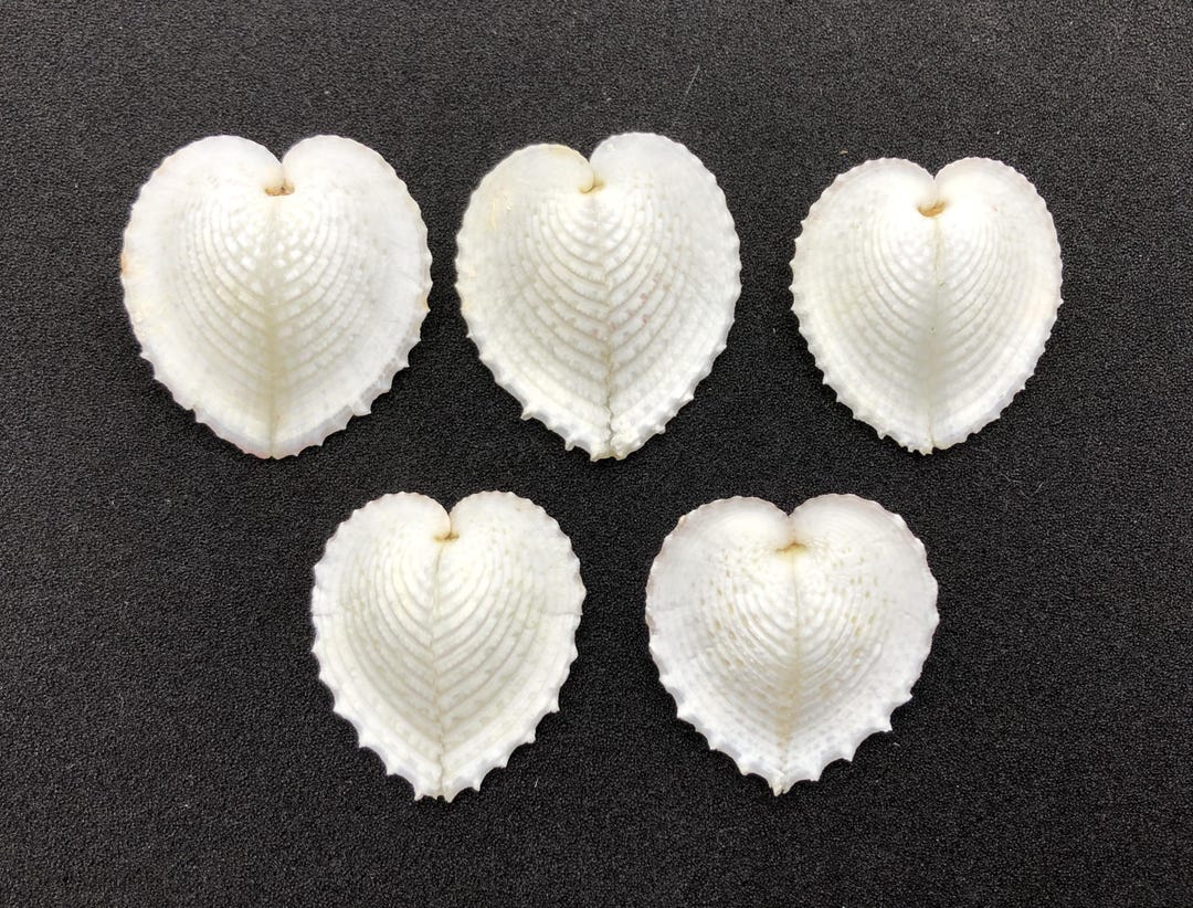 A Set of 5 White Heart Cockle Shells Sea Shell -corculum Cardissa- - Etsy