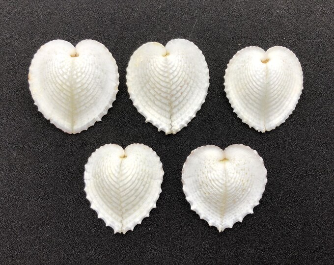 A Set of 5 White Heart Cockle Shells Sea Shell -corculum Cardissa- - Etsy