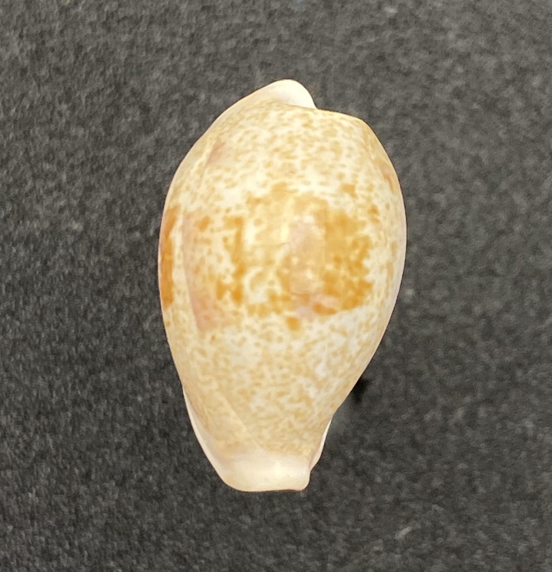 Sowerby's Cowrie From Australia #cypraea Subviridis# With Provenance ...