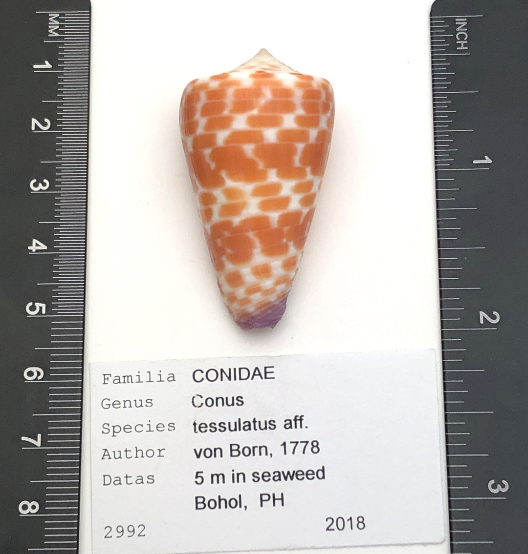 Eyecatching Red Conus Tessulatus From Philippines Maritim Beach Triton ...