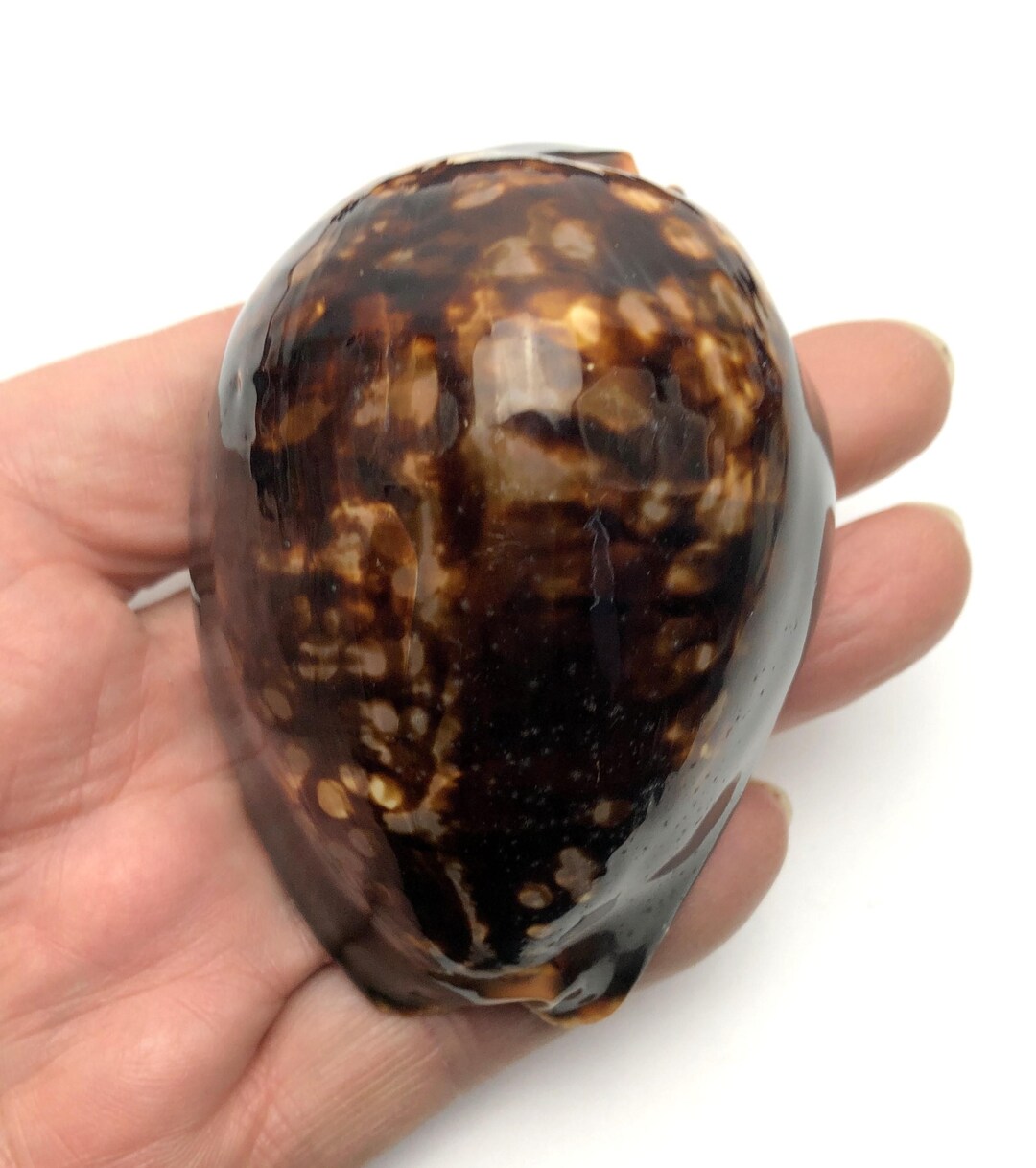 Giant All Black Humpback Cowrie Philippines Shell Sea Maritime Beach ...