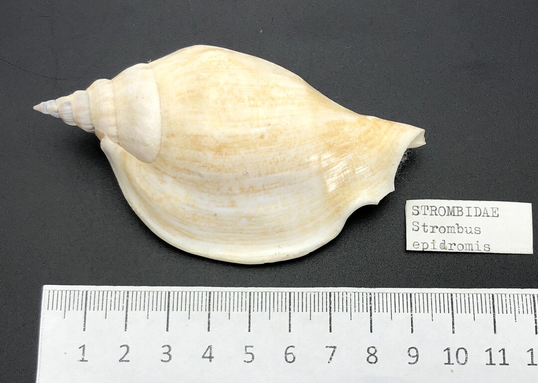 Strombus Epidromis From the Philippines Swan Conch Beach Decor 5001 ...