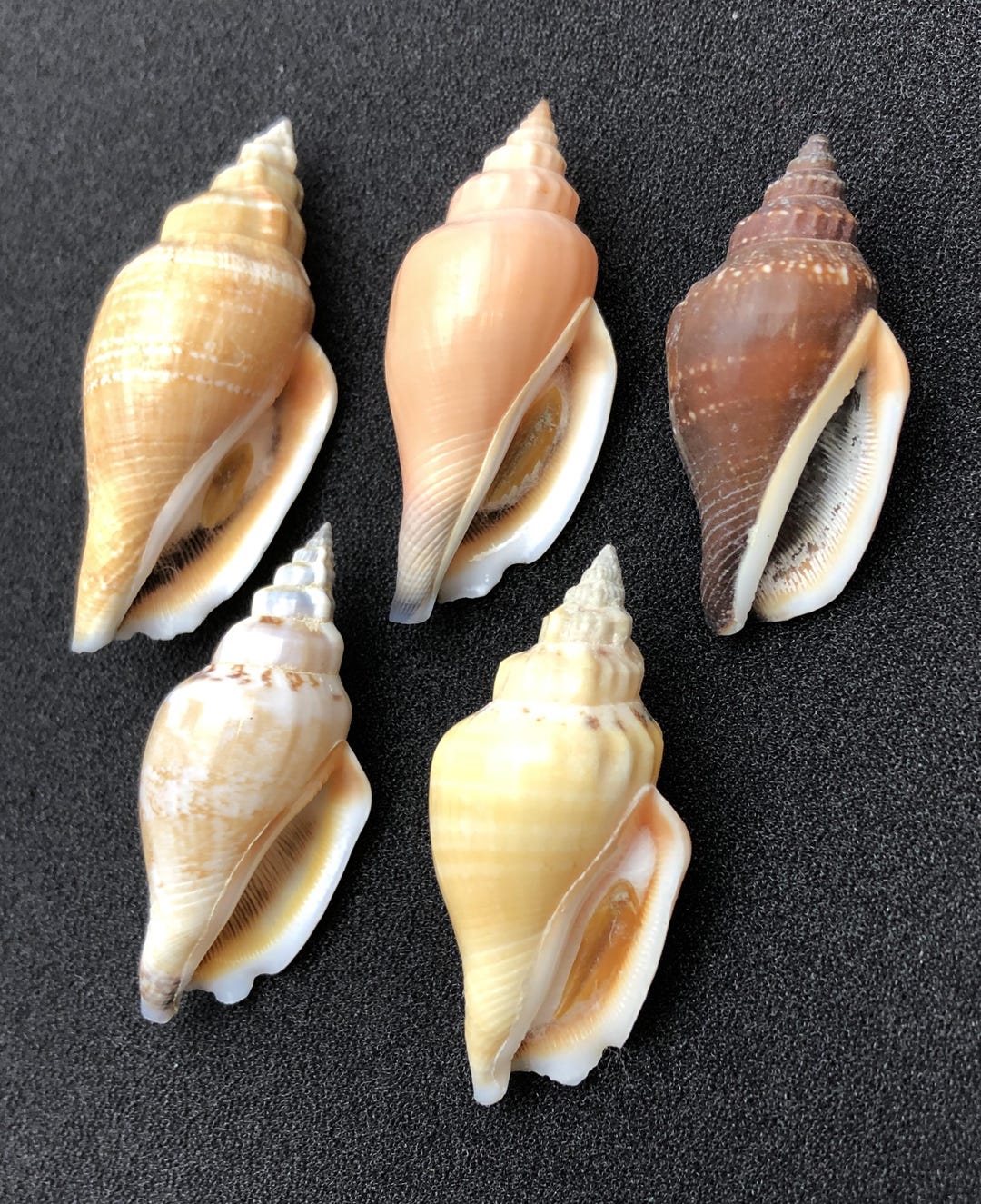 Set of 5 Little Bear Conch -strombus Urceus- #1217 Maritim Beach Triton Coral Cowry Collector ...