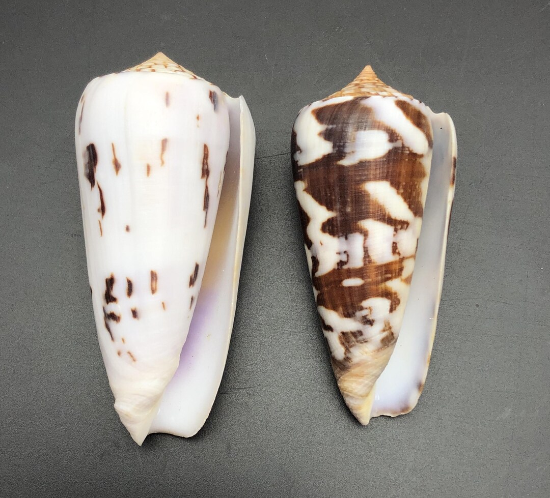 2 Rare Governor Cone From Madagascar #conus Gubernator# Maritim Beach ...