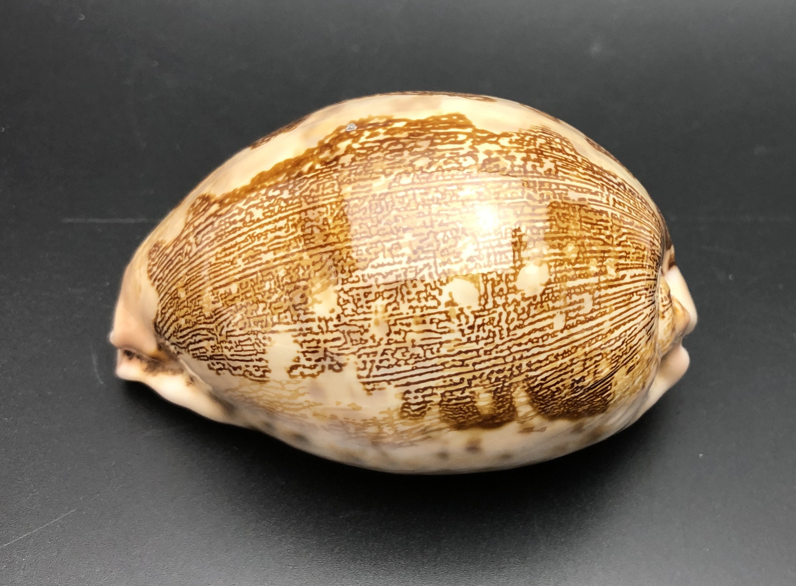 Cute Pink and Flesh Colored Map Cowry 1105 Unusual Pattern Indo-pacific ...
