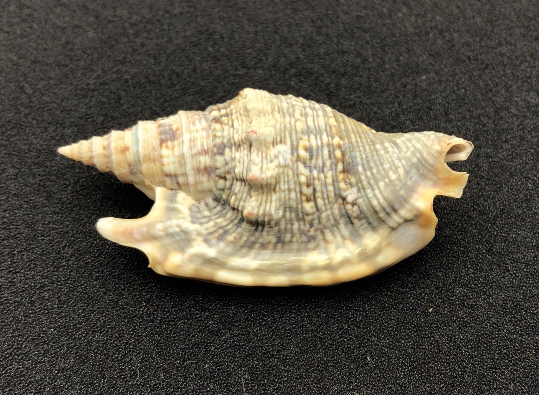 Wonderfully Named Diana Conch #strombus Aurisdianae# Philippines #0995 ...