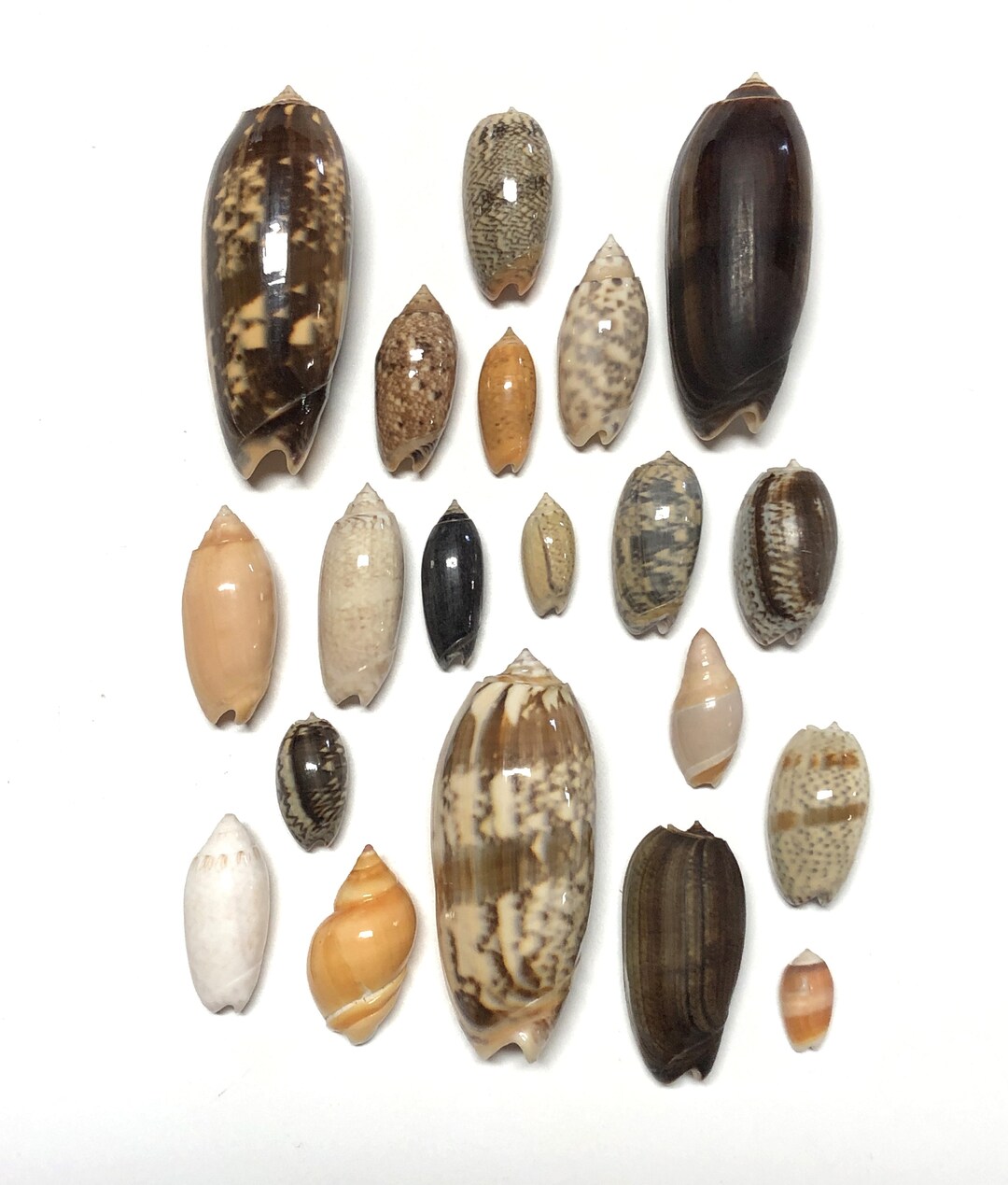 20 Different Species of Olive Shells for Collection With Identification ...