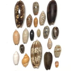 20 Different Species of Olive Shells for Collection With Identification ...
