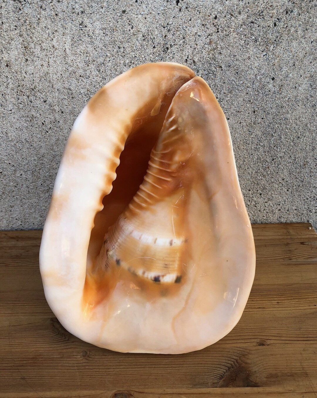 Giant Helmet Snail 28 Cm S001 Shell Sea Maritime Beach Triton - Etsy ...