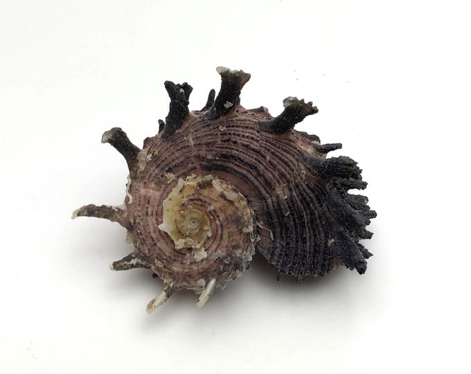Angaria Melanacantha 70 Mm Shell From the Philippines Maritim Beach ...