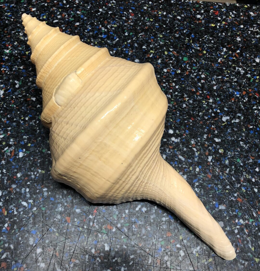 Giant Trumpet Conch, 50 Cm = 19.6 Inches Shell Beach Costal Decor #S098 ...