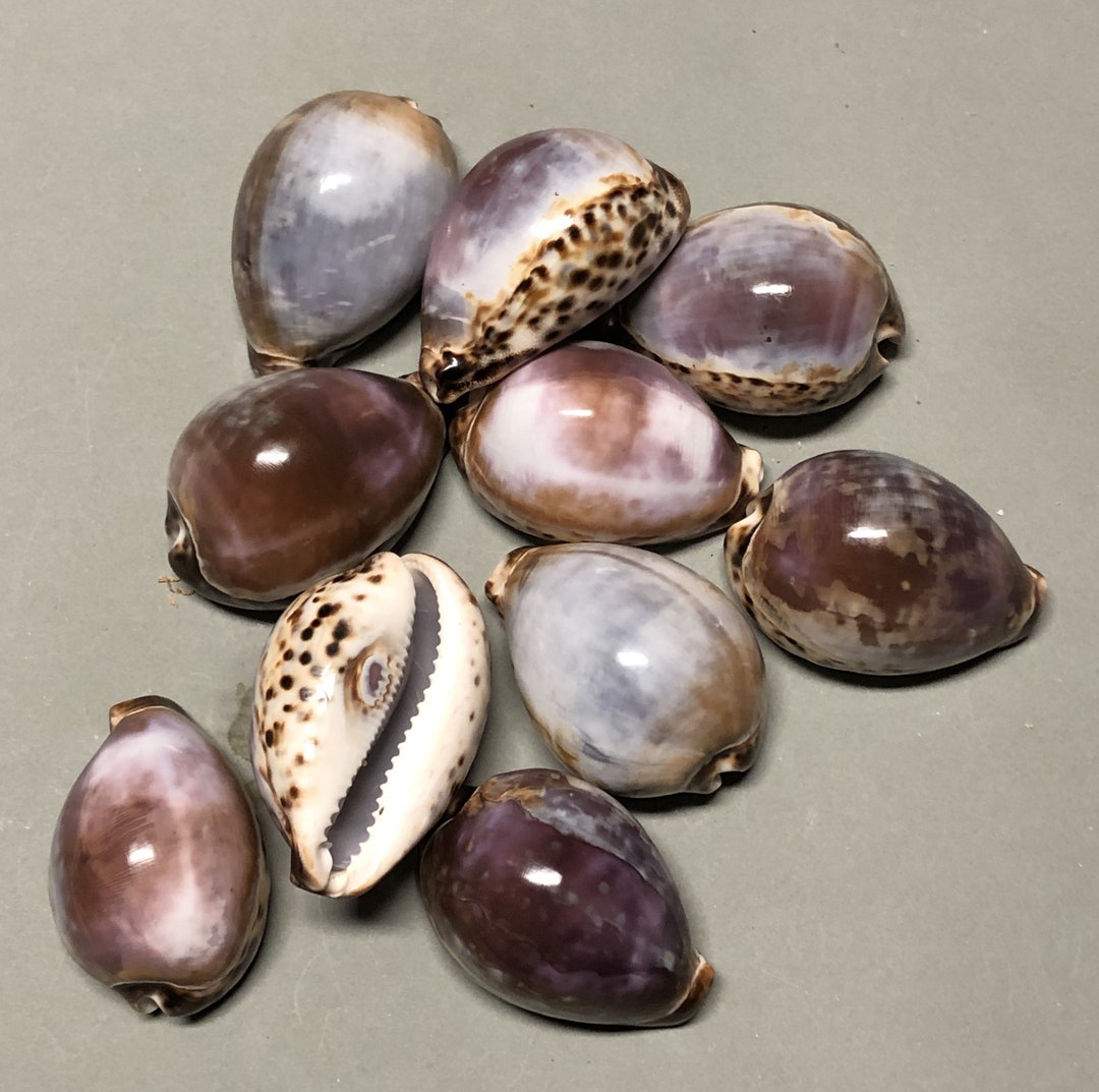 Set of 10 Purple Top Tiger Cowries Maritim Beach Wedding Cypraea Tigris ...