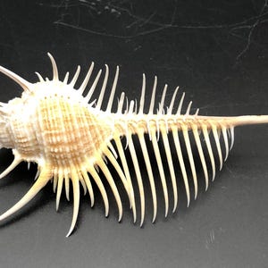 Small Venus Comb Murex Pecten Sea Shell Maritim Beach Cowrie #5028 ...