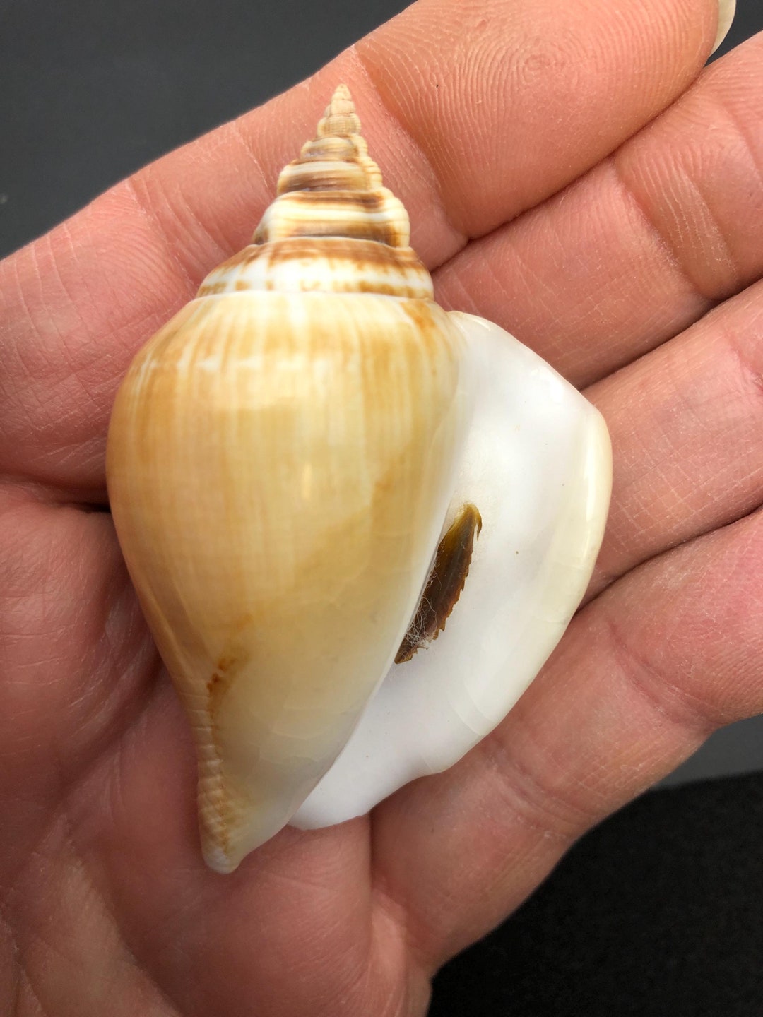 Strombus Shell -dolomena Turturella- Frombohol #5078 Collectors Shell ...