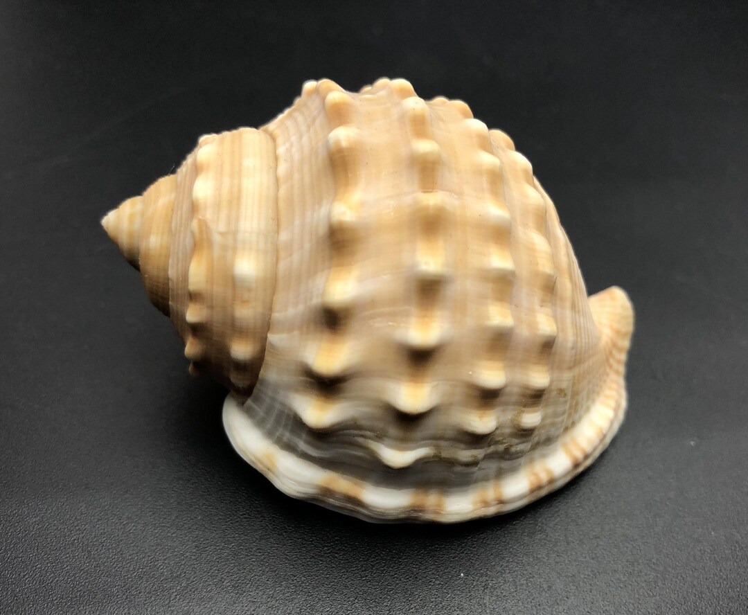 Rare Bonnet From Croatia 6 Cm #1228 Sea Shell Galeodea Echinophora ...