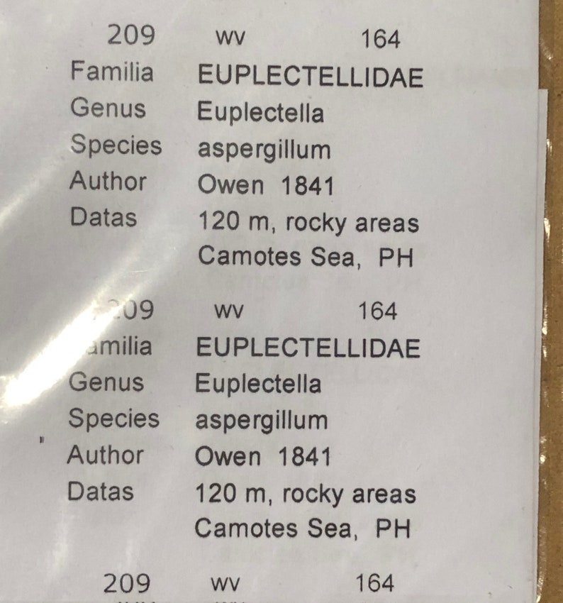 30 Venus Flower Basket Shell Euplectella Aspergillum Sea Maritime Beach ...