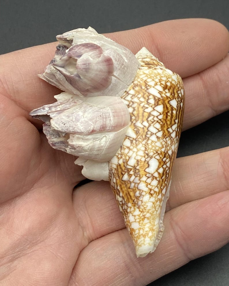 Rare Philippine Cone Shell With Barnacle #conus Telatus# Collectors Shell Maritime #1513 - Etsy