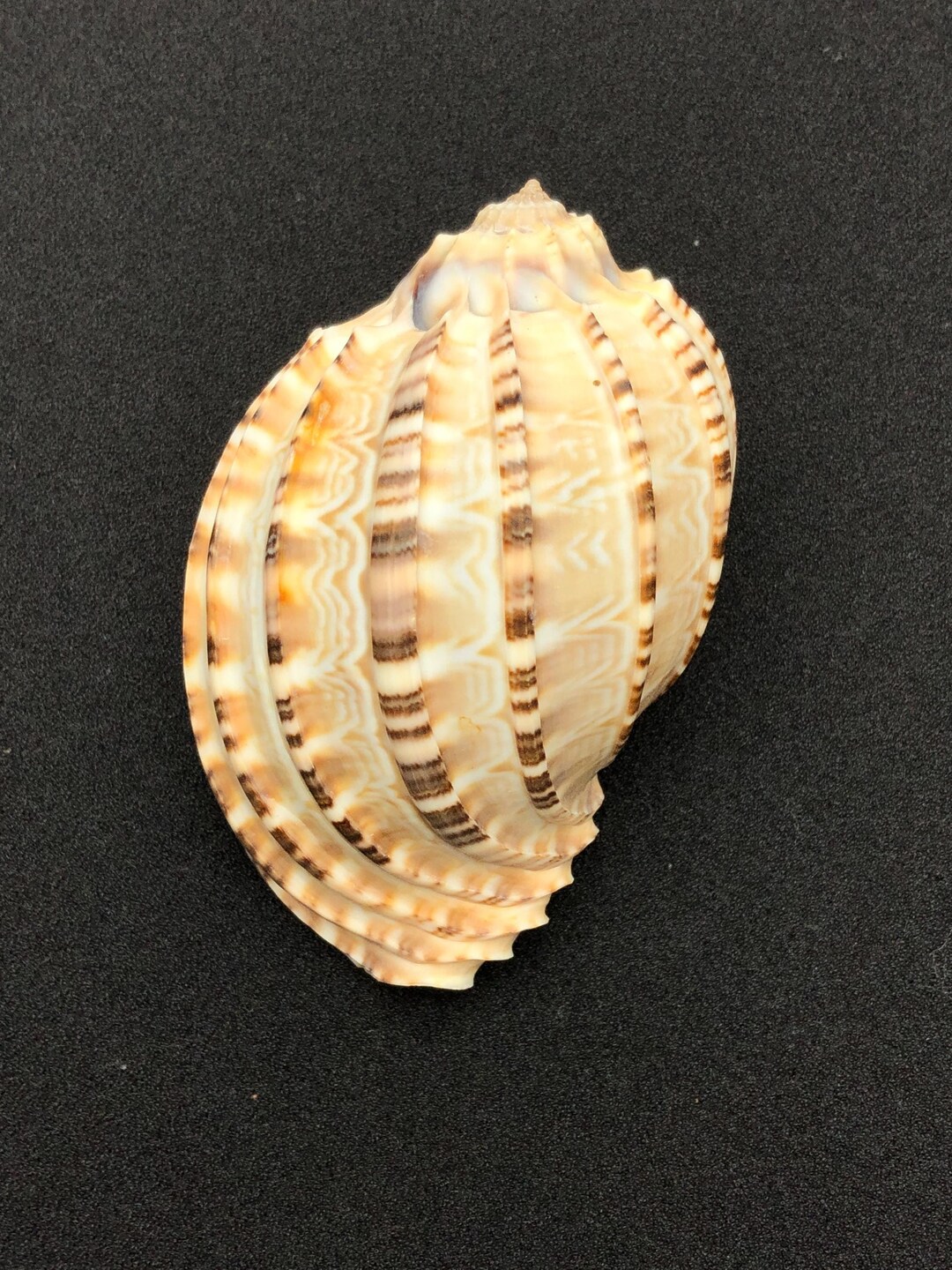 Fantastic Harp Shell #harpa Articularis# White Sand Form #1218 Shell ...
