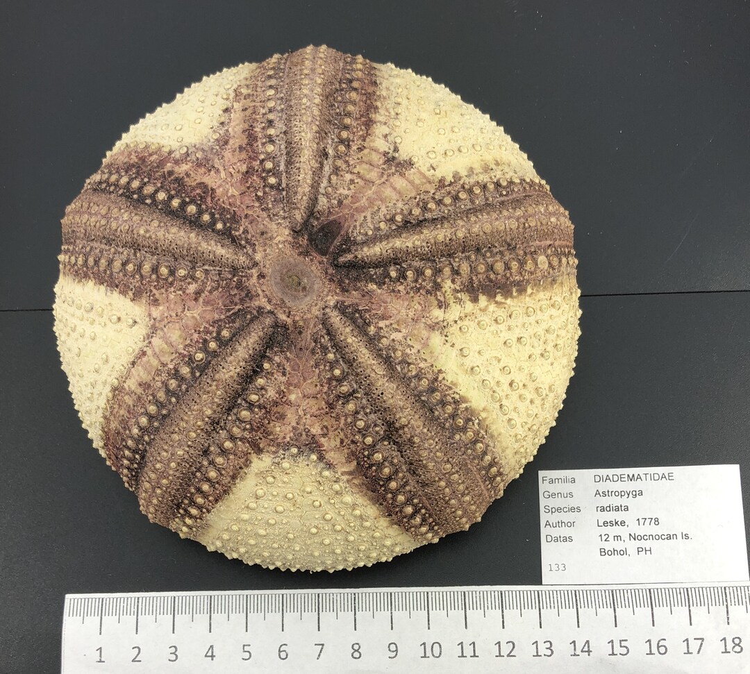 Rare Sea Urchin Without Spines: Astropyga Radiata, Philippines Natural ...