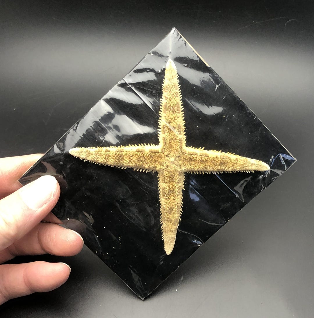 Sand Sifting Starfish 4 Arms Only Curiosity Freak of Nature Sea Star ...