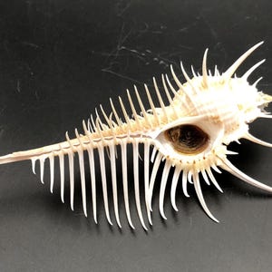 Small Venus Comb Murex Pecten Sea Shell Maritim Beach Cowrie #5028 ...