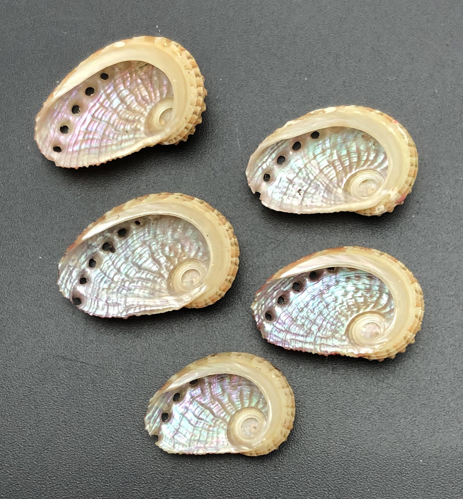 5 Mini Abalone Shells #haliotis Clathrata# Iridescent Shell Opal of the ...