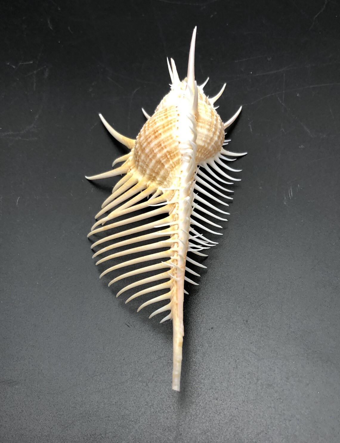 Small Venus Comb Murex Pecten Sea Shell Maritim Beach Cowrie #5028 ...