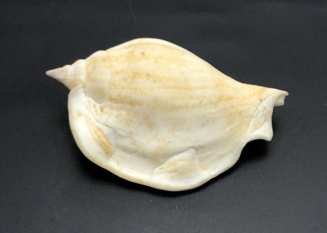 Swan Conch From the Philippines #strombus Epidromis# Beach Decor Novice ...